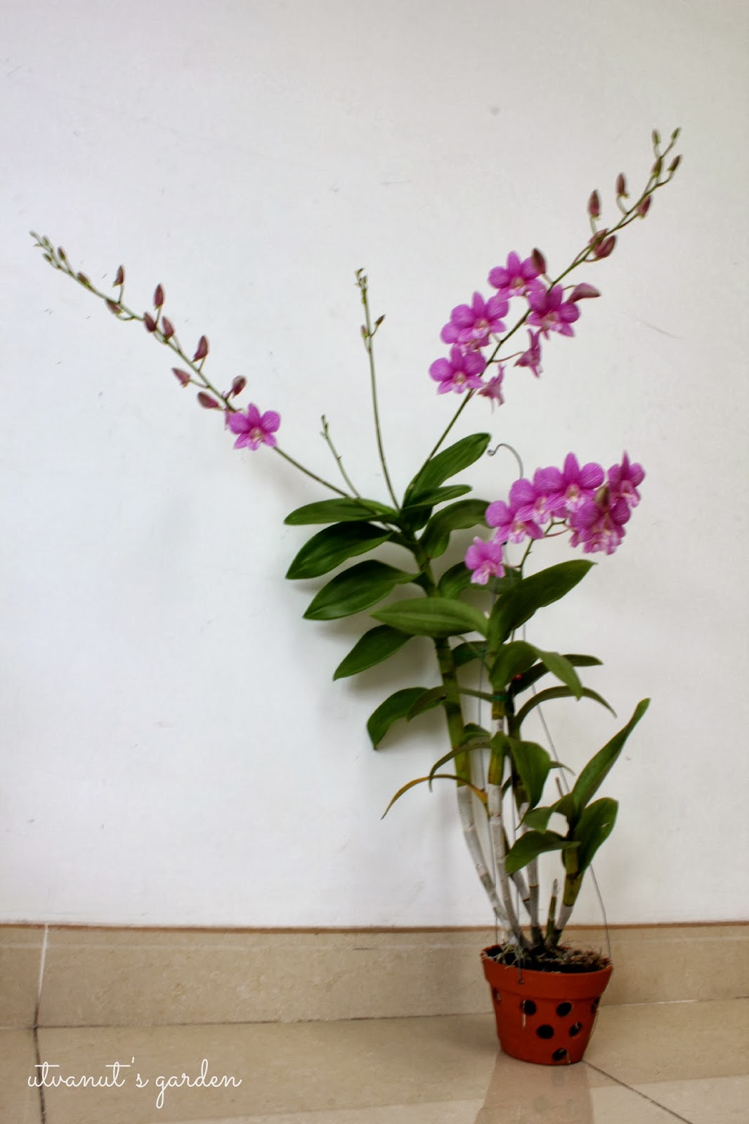 utvanut's garden: Kinh nghiệm trồng dendrobium