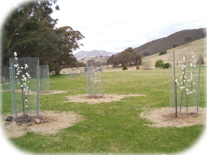 Cassilis-History-Stories: Cassilis Recreation Reserve