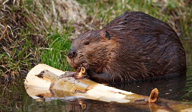 BOBOR s.r.o.: 68,80 € Bobor vodný