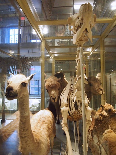 OTIS (Odd Things I've Seen): Harvard Natural History Museum