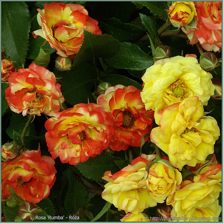 Plant Gallery - Encyklopedia Roślin: Rosa 'Rumba' - Róża 'Rumba'