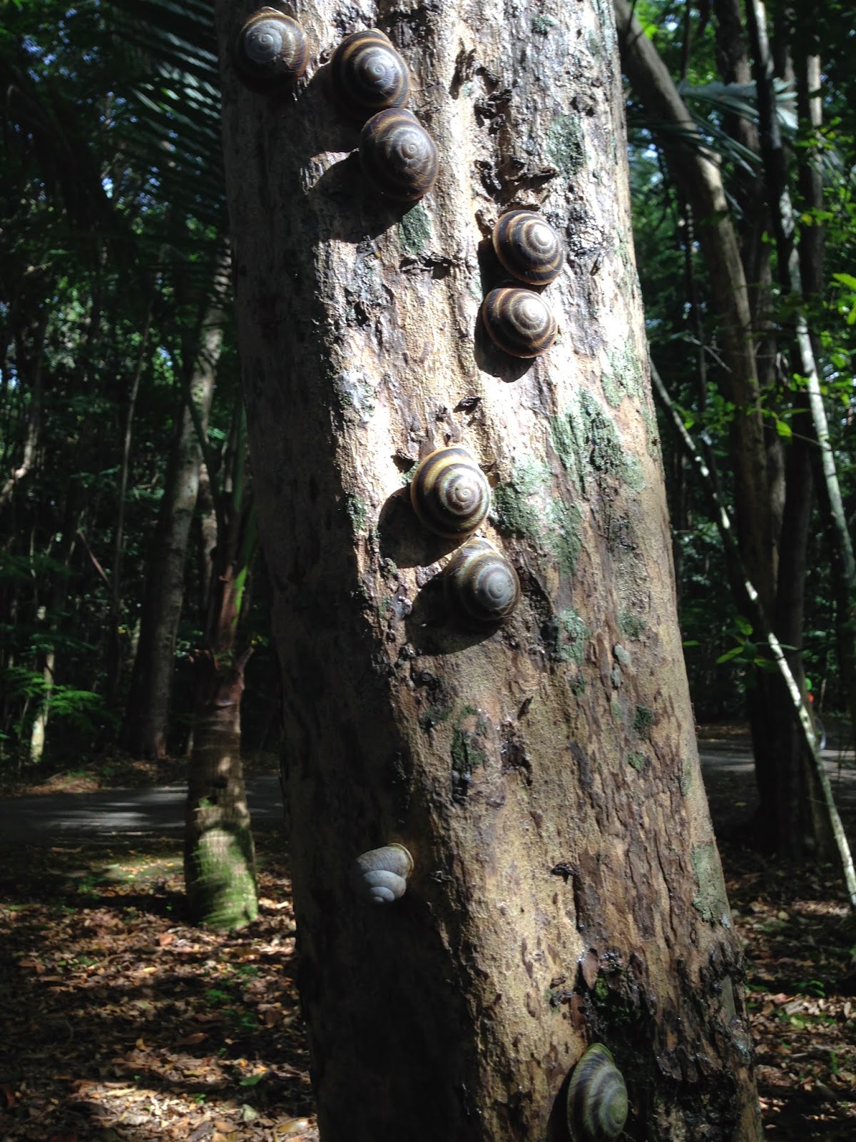 TASIS Spanish Summer Program Dorado, Puerto Rico: Una Caminata en la ...