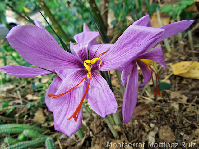 LA FLOR DEL AZAFRAN - BOTÀNIC SERRAT