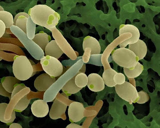 Klasifikasi Jamur Candida albicans | Intisains