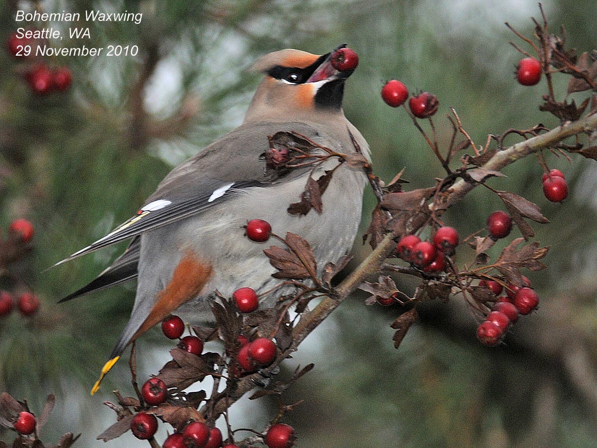 Northwest Nature Notes: WAXWINGS, THE SMOOTHEST BIRDS