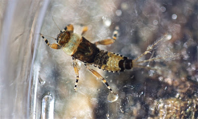 Aquatic Insects of Central Virginia: Spiny Crawlers (Ephemerellidae): A ...