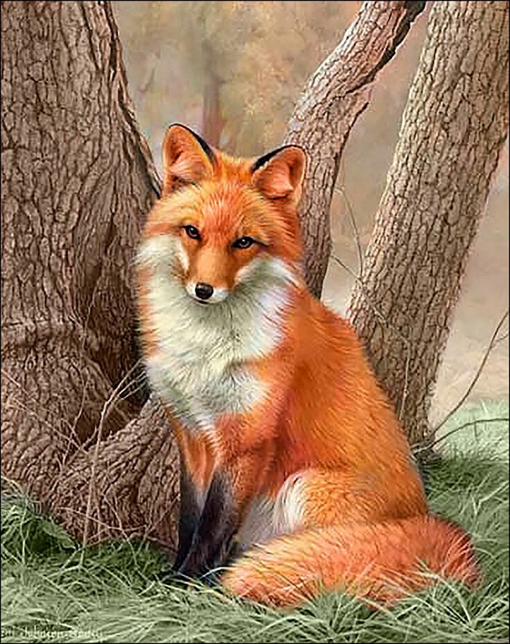 Beautiful Fox
