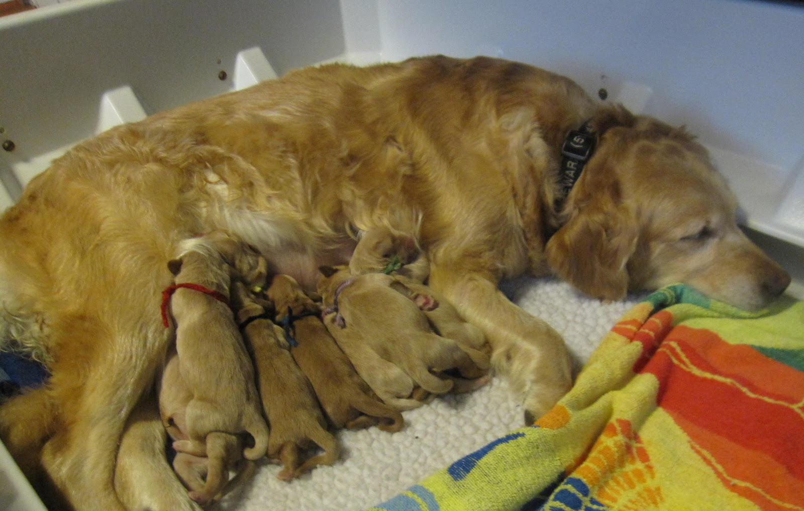 Gaylan's Golden Retrievers: Finally - Gaylan's Max Litter