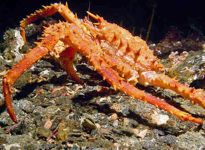 King crab | The Life of Animals