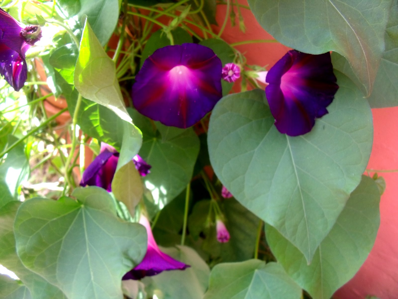 L'Estampille d'une Muse: Volubilis merveilleux