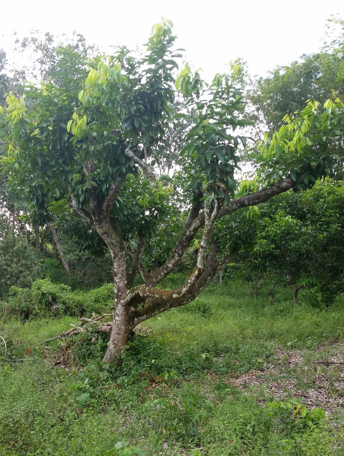 Warisan Petani: Pemangkasan Pokok Rambutan