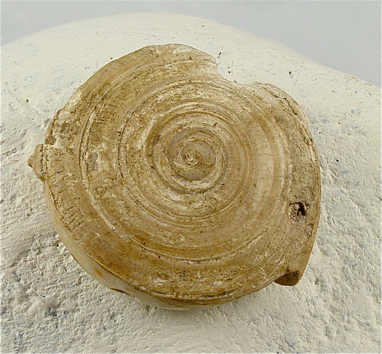 Bactrian Seals and Amulets, a Resource: Fossil Sea Shells High in the ...