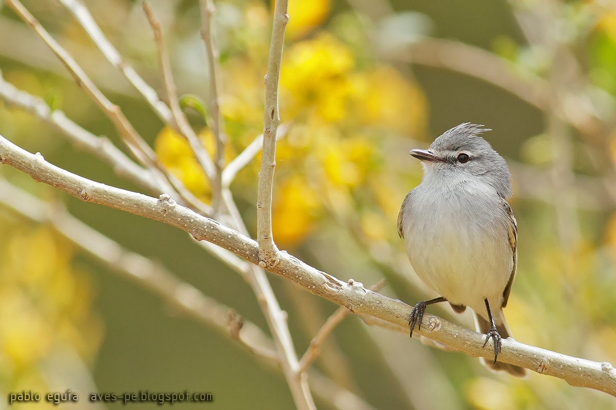 mis fotos de aves: Serpophaga (subcristata) munda Piojito Vientre ...