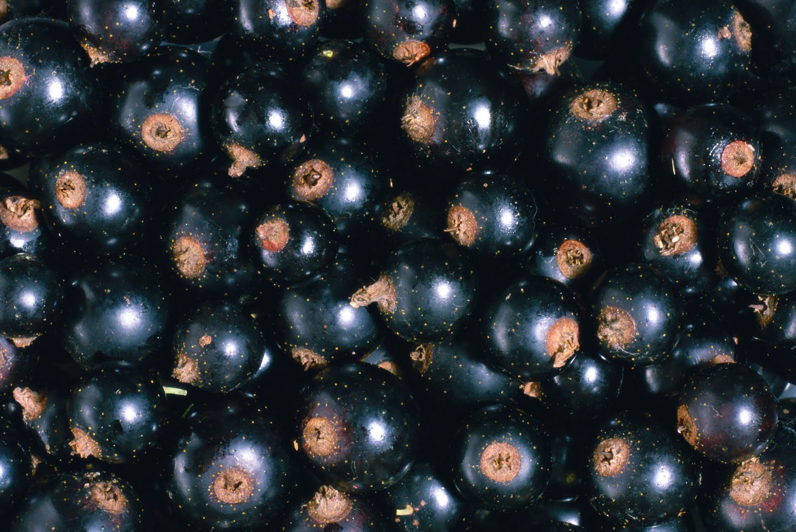 Wallpaper - Photo and Images