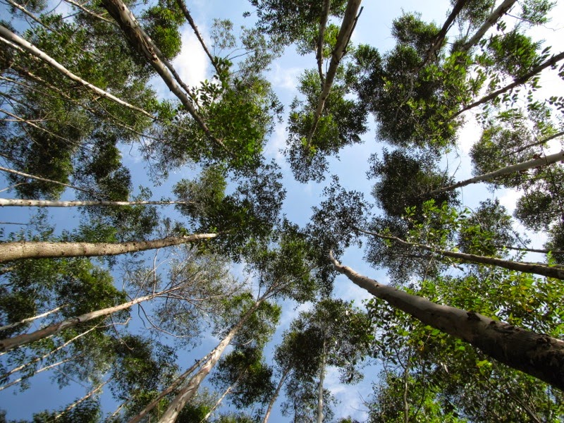 Kenya: the tea fields of Kericho | Minor Sights