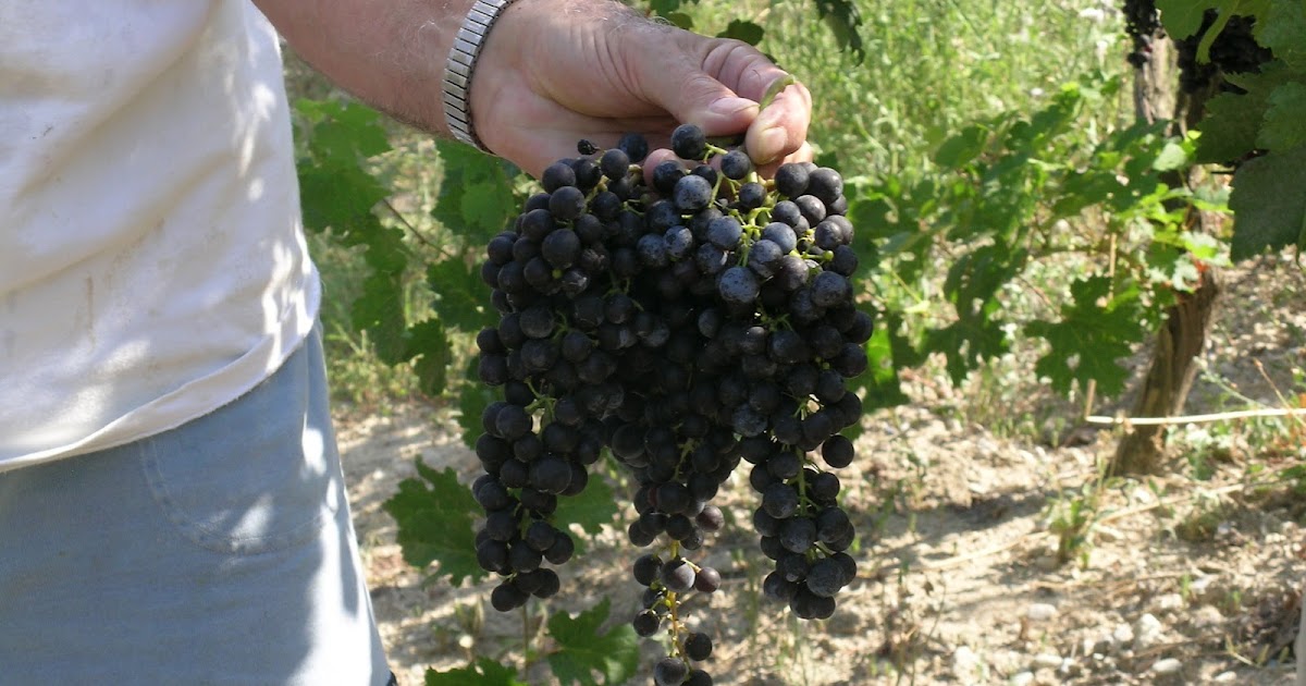 Athos View Farm: Start of the New Wine Season and Making Red Wine