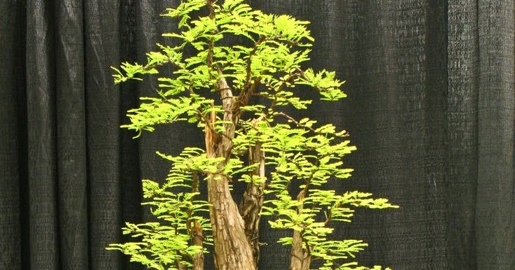 Bald Cypress Bonsai Tree - About Bonsai