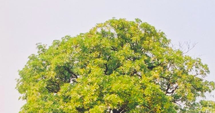 BETEL, BANYAN, BASIL & BAMBOO: The Pala Tree and the Sundal Tree