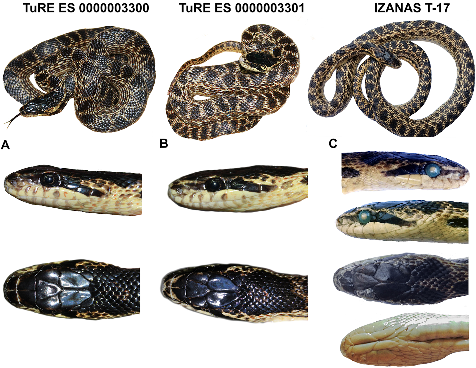 Species New to Science: [Herpetology • 2019] Elaphe urartica • The ...