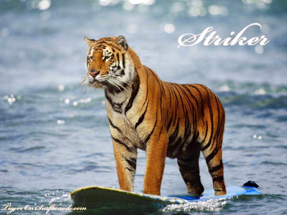 Tigers on Surfboards