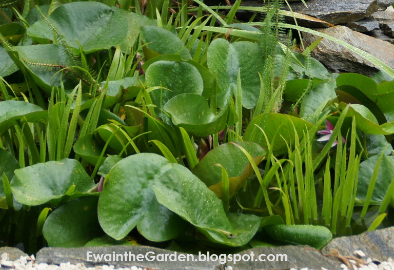Ewa in the Garden: How to grow water soldier...