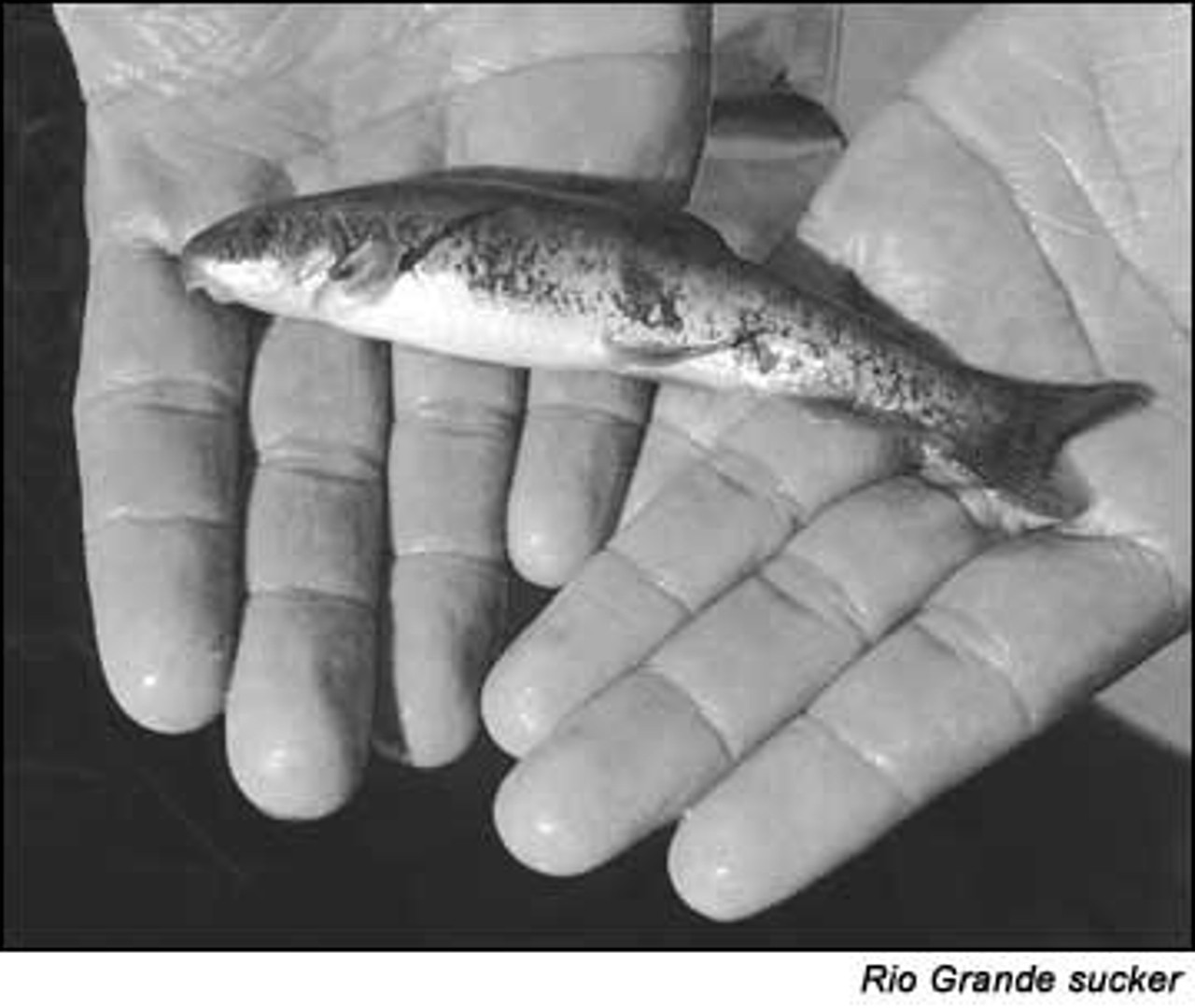 LoJ Ramblins': Attention Pike Pursuers