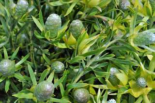 A Passion for Flowers: Fabulous Cone Bushes