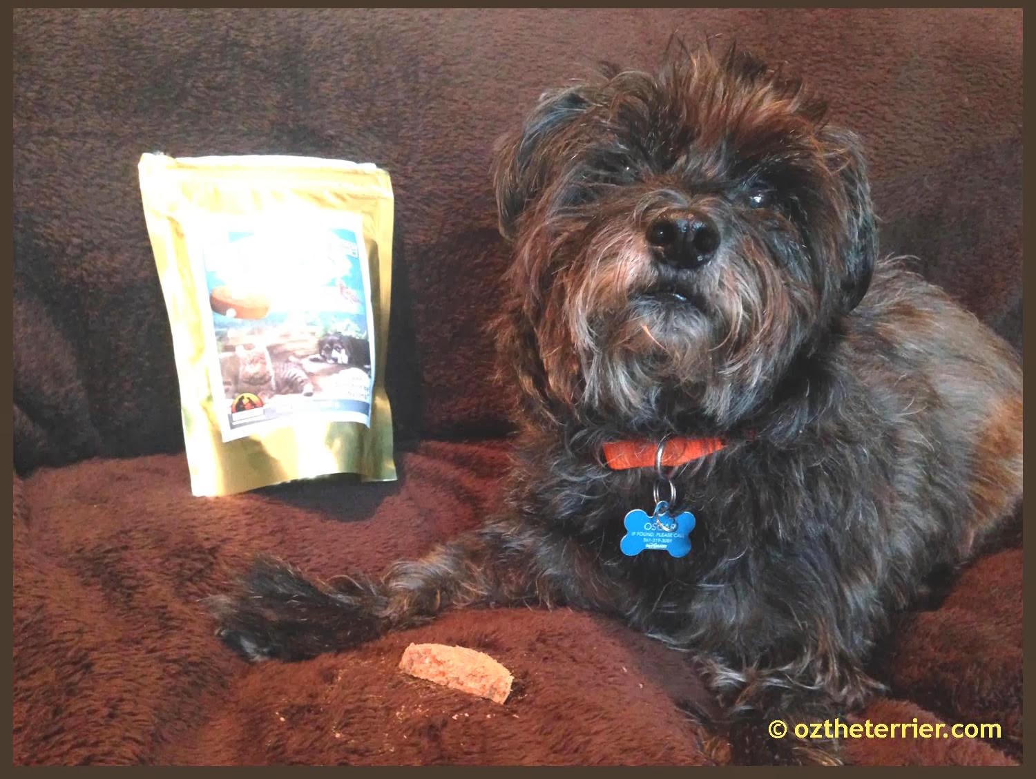 LOVE Me Some Wysong Treats! | Oz the Terrier - Lifestyle Dog Blog