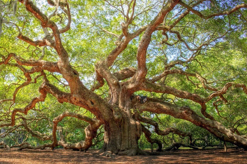Mis galgas, yo y the ruby slippers: The Angel Oak