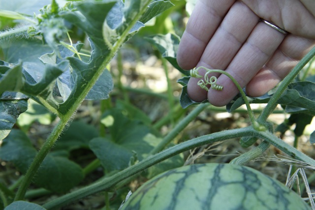Banyan's End: Watermelon Guessing Game: How to Tell if a Watermelon is Ripe