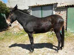 Sueños escolares: EL MULO Y LA MULA