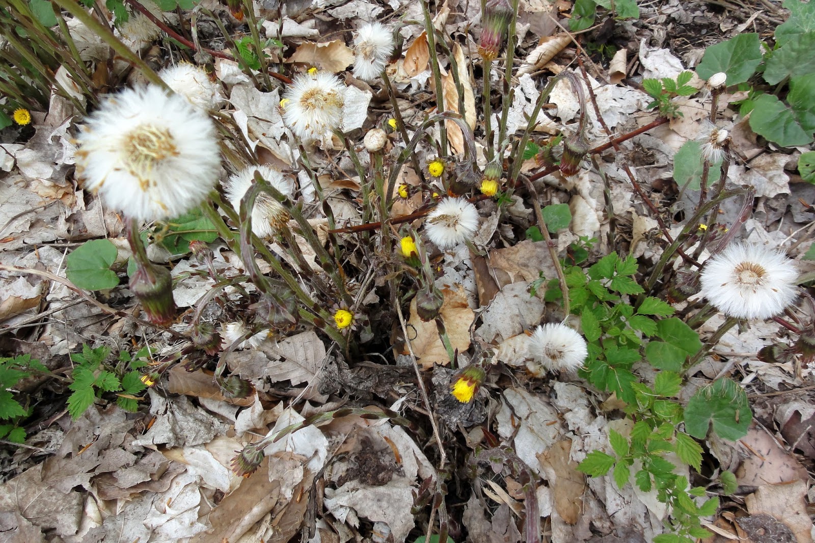 Plant World: Tussilago farfara