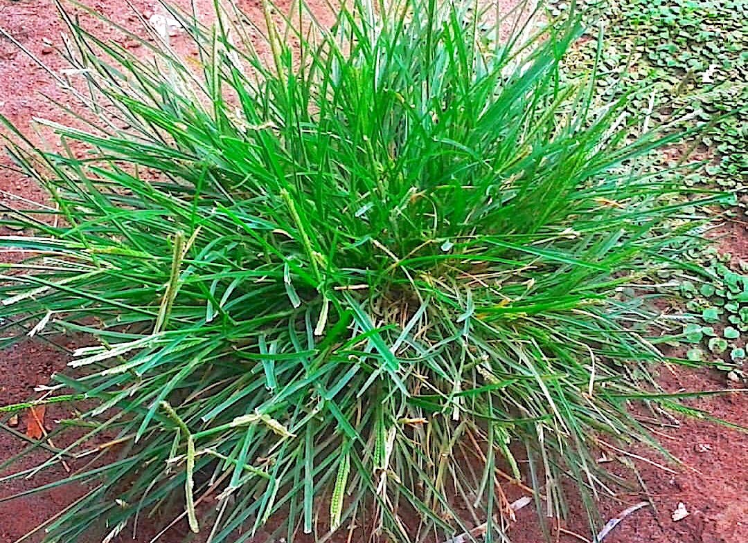 Paragis Heath Benifits