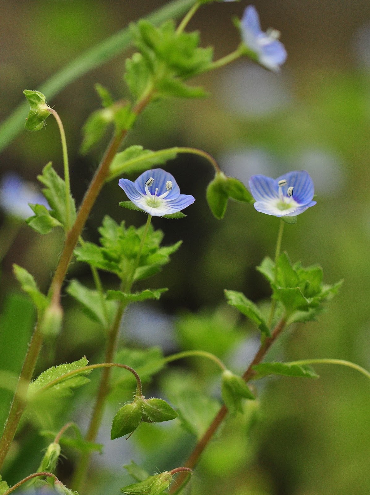 Discover West Virginia: Spring Wildflowers of the New River Gorge ...