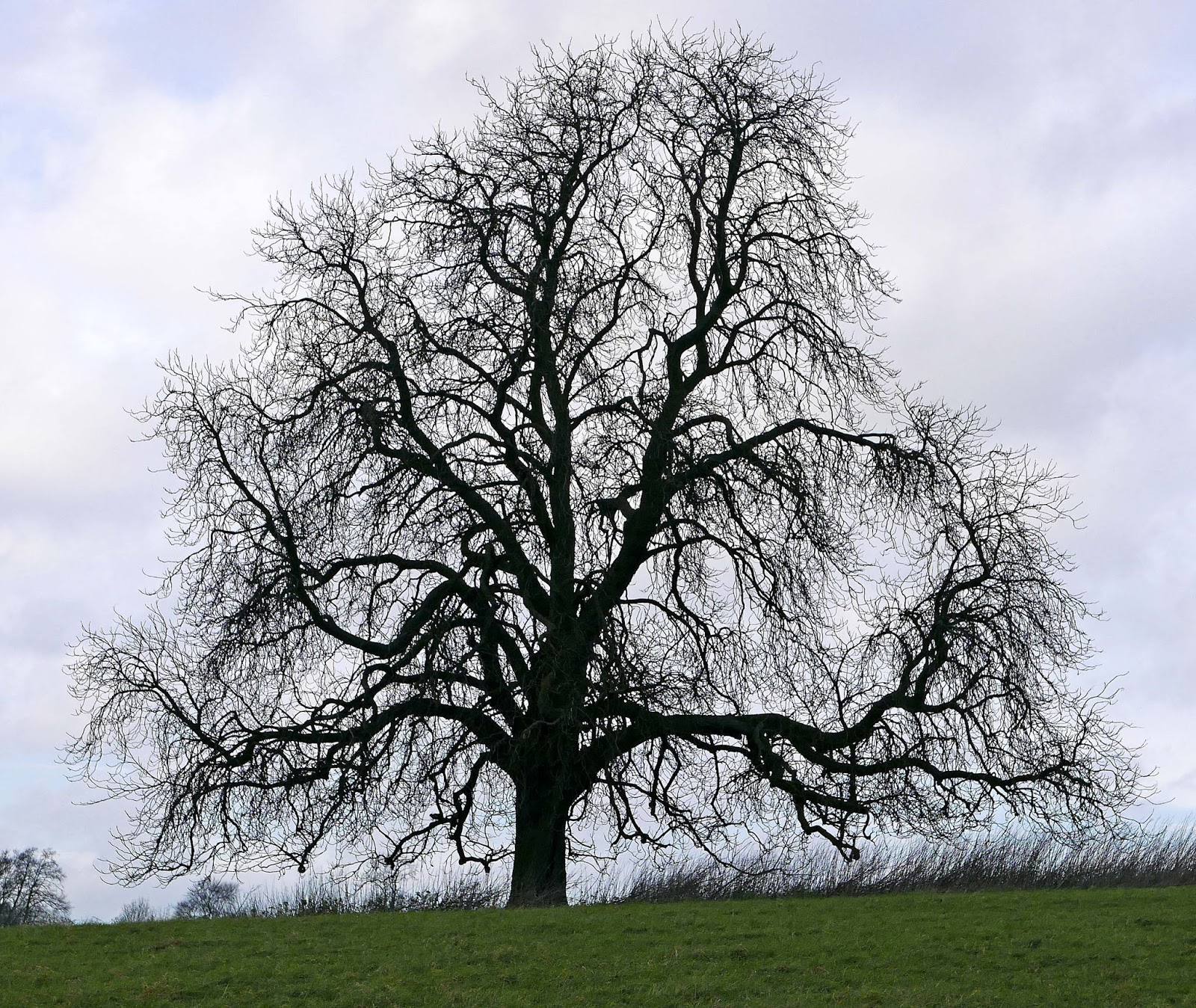 Horse Chestnut Tree Winter