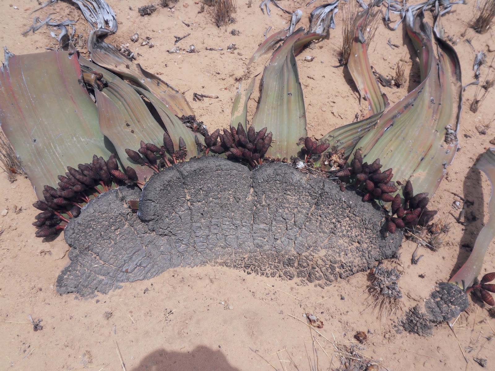 MARAVILHAS DE ANGOLA