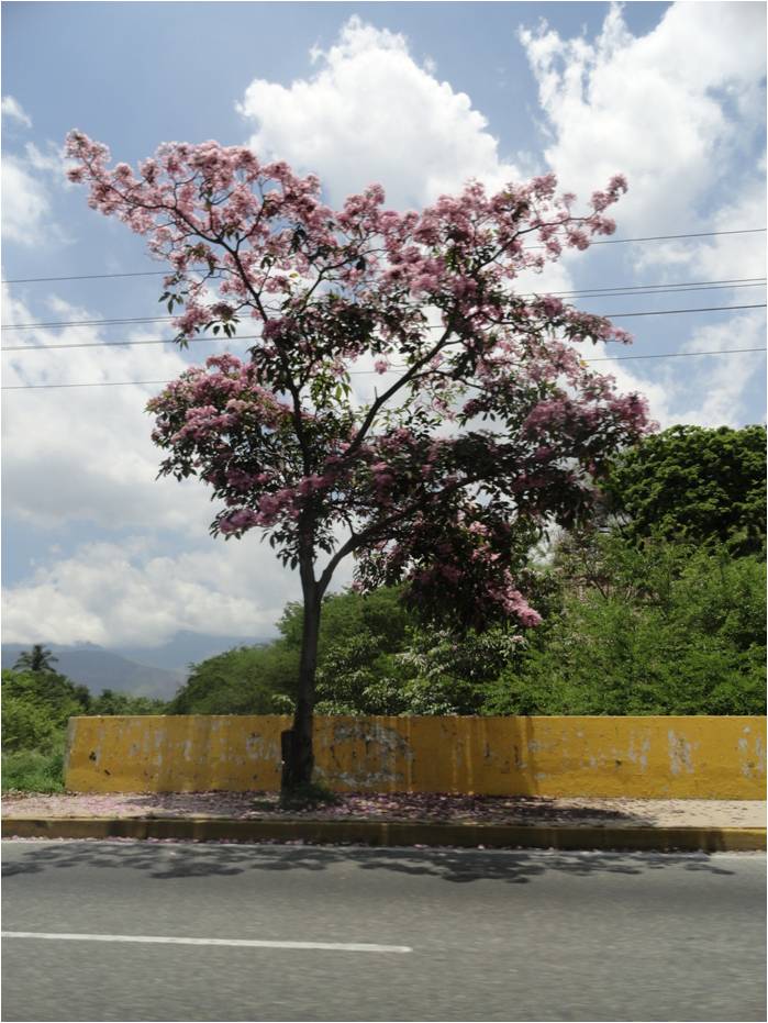 La Doctora De Las Plantas: Apamate (Tabebuia rosea) un árbol ...