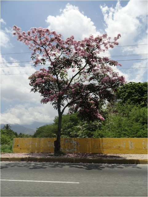 La Doctora De Las Plantas: Apamate (Tabebuia rosea) un árbol ...