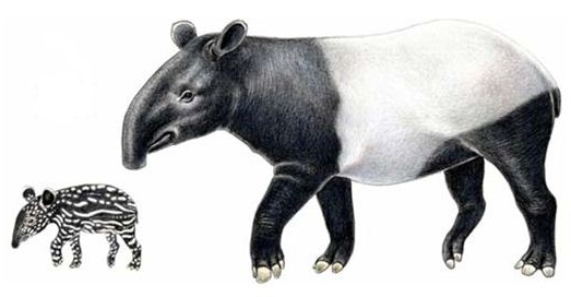 Hewan Tapir yang Unik dan Khas