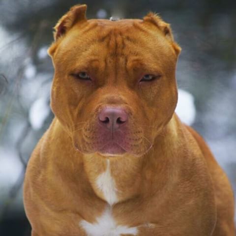 freePitbull: Standard dell'American Pit Bull Terrier e dell'American ...