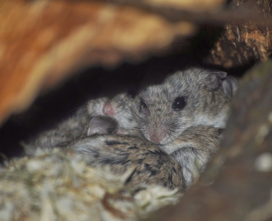 ZOOTOGRAFIANDO (6.100 ANIMALS): HÁMSTER CHINO / CHINESE HAMSTER ...