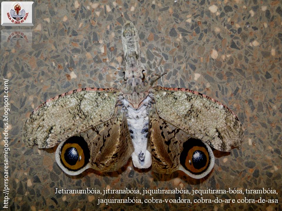 prrsoares: Jetiranumbóia, jitiranabóia, jiquitiranabóia, jequitirana ...