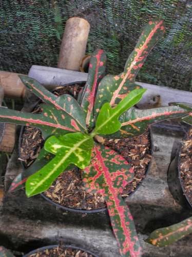 Jual Jenis Pohon Puring | Jenis Puring | Habiban Plants