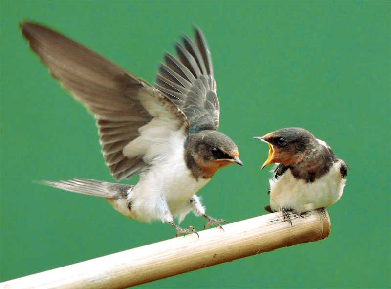 Wallpapers Unlimited: Beautiful Baby Birds