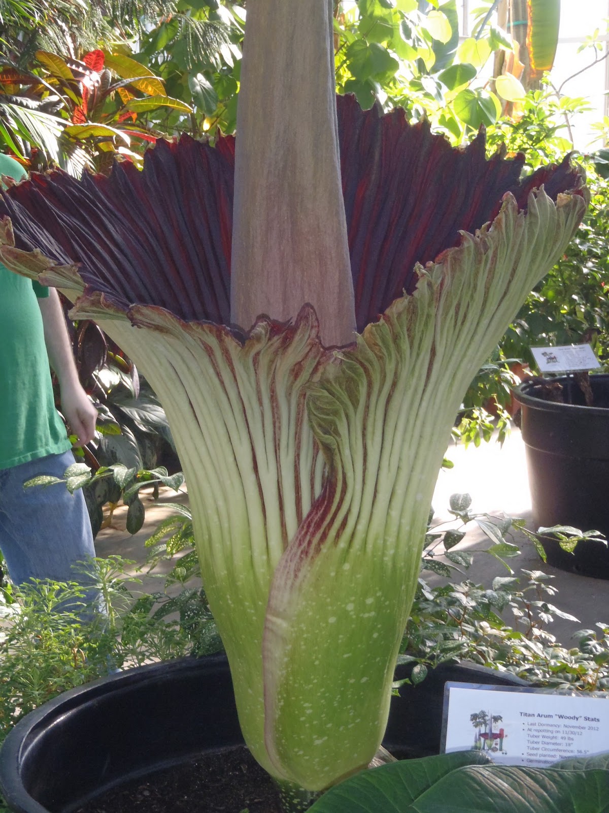 "Wrench" Moran: Titan Arum (Corpse Flower) Blooming at the Ohio State ...
