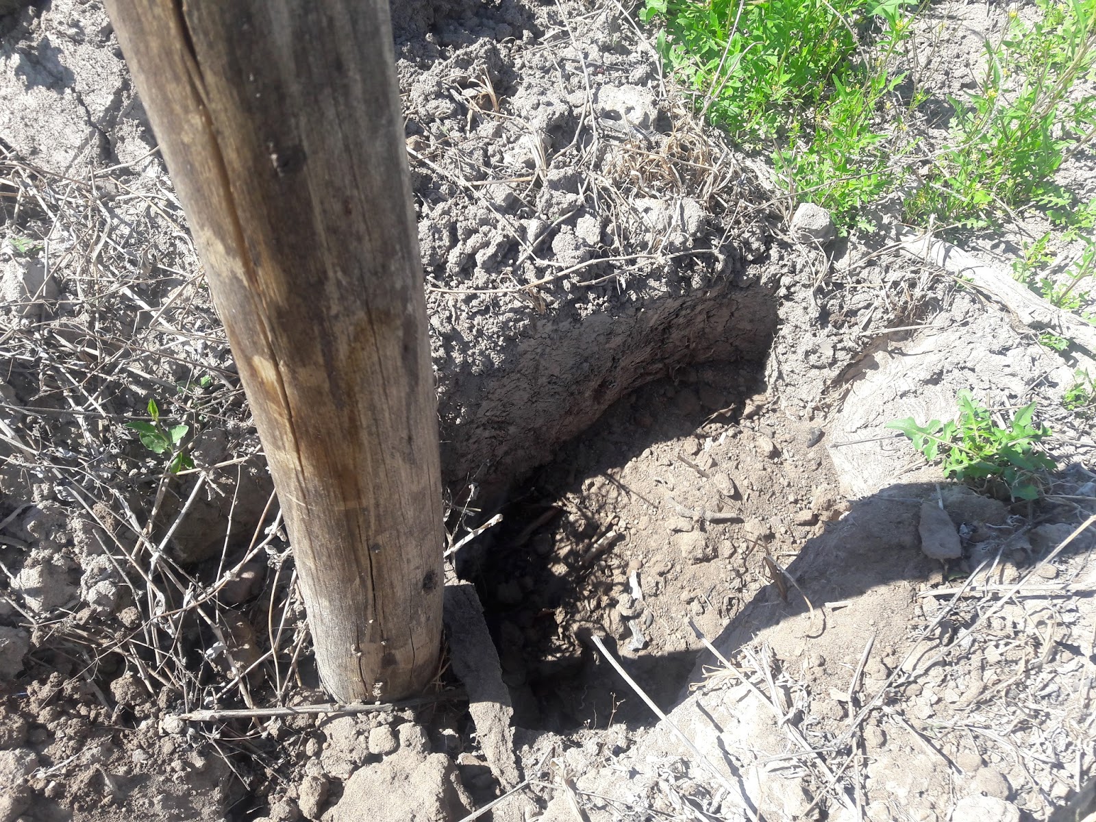 Rodrigo S. Espíndola: Calicata: una herramienta de diagnóstico.