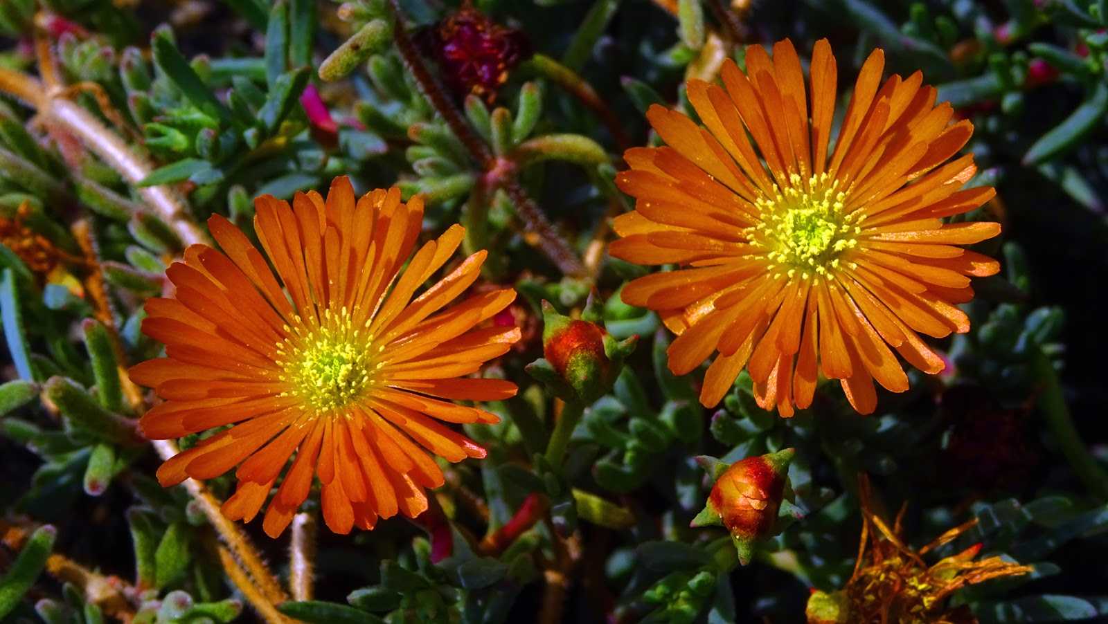 NixPixMix: ORANGE PIGFACE