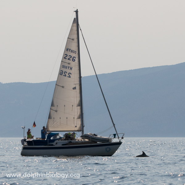Dolphin Biology and Conservation: Dolphin and sailing boat