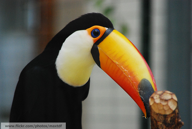 Όλα σε.... ΤΑΞΗ: Tο πανέμορφο εξωτικό tucan!