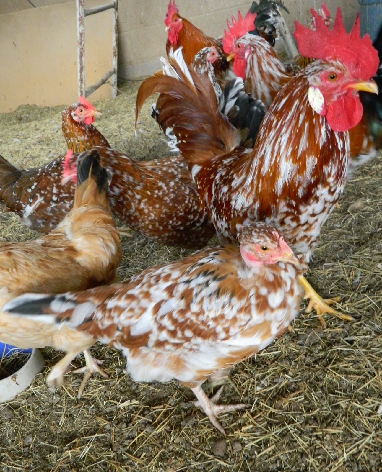 Aloha Chickens: Turken Alohas!